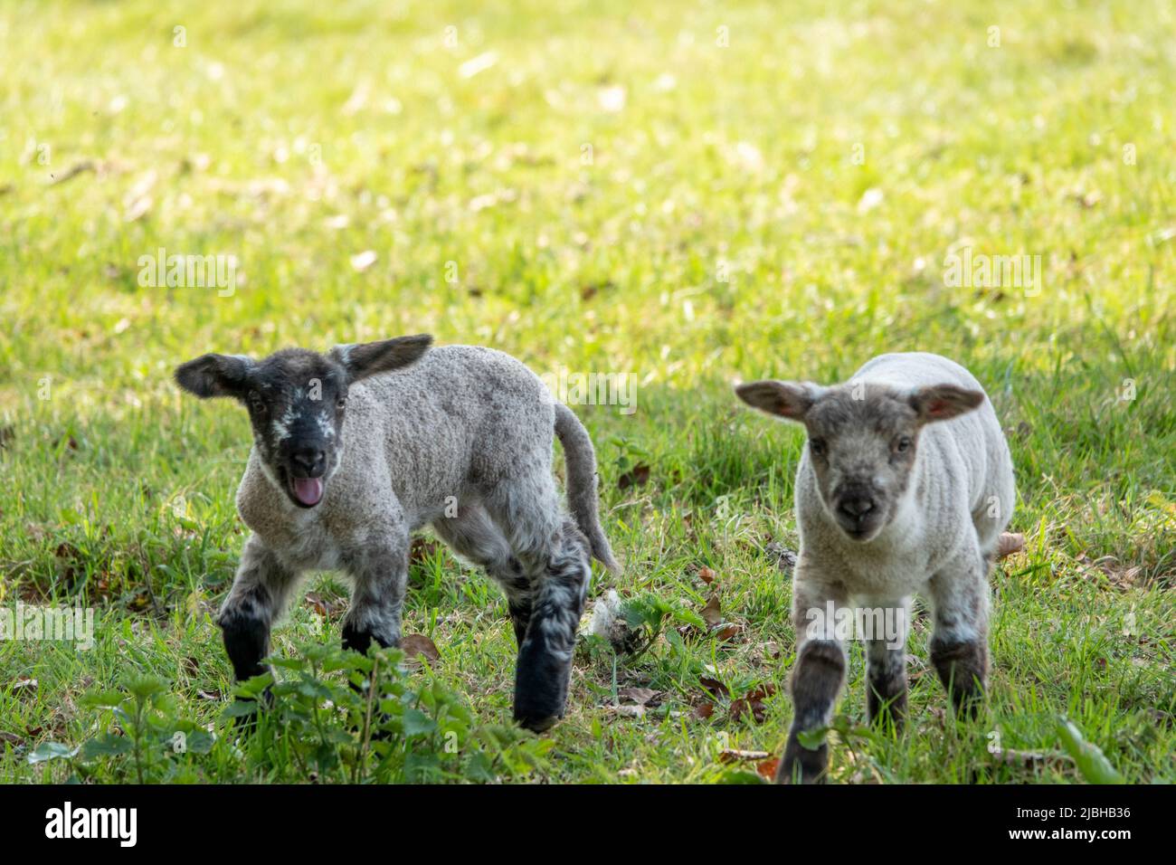 cute black and white lambs in the spring sunshine Stock Photo - Alamy