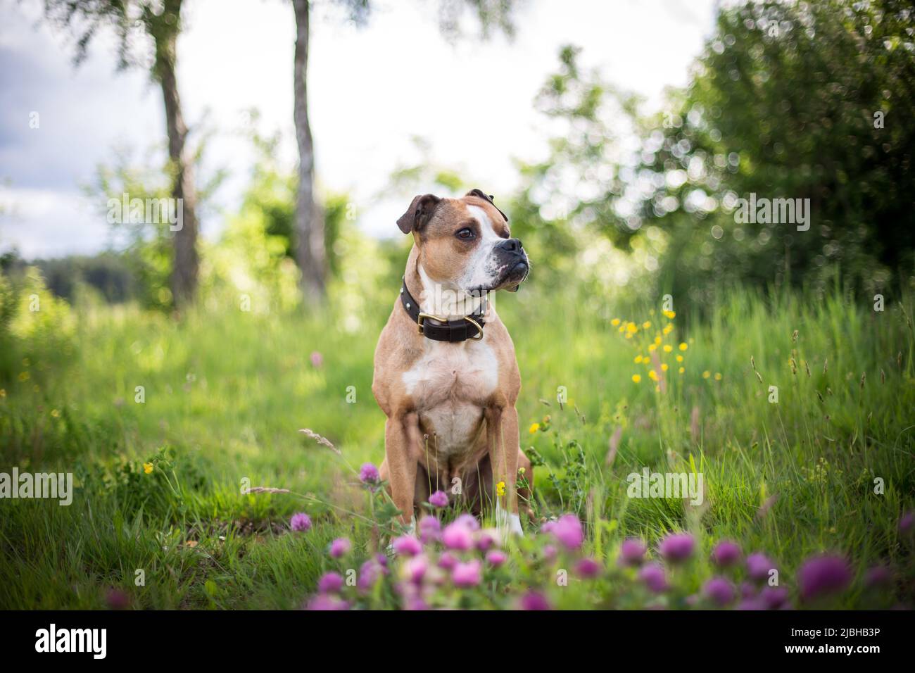American Pit Bull Terrier in a flower field Stock Photo - Alamy