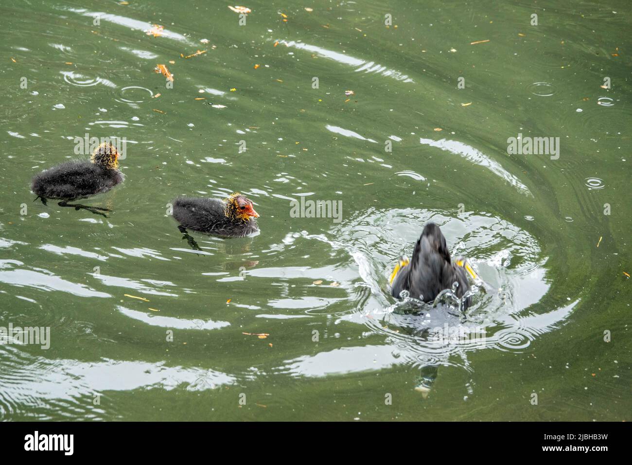 coot diving underwater for food to feed her chicks Stock Photo - Alamy