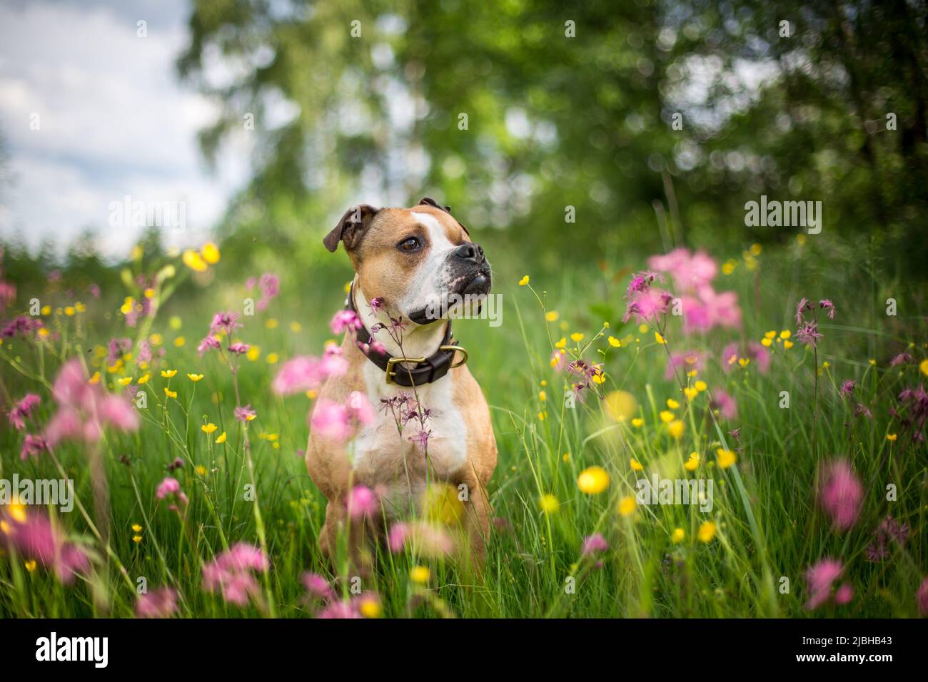 Brown american bulldog in hi-res stock photography and images - Alamy