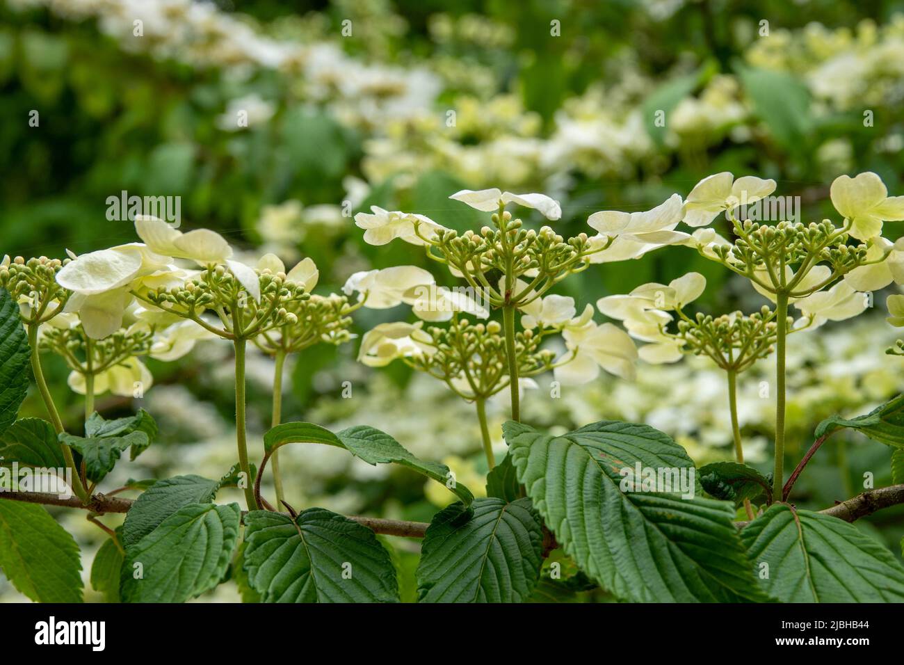 hydrangea arborsecens commonly known as smooth hydrangea wild hydrangea ...