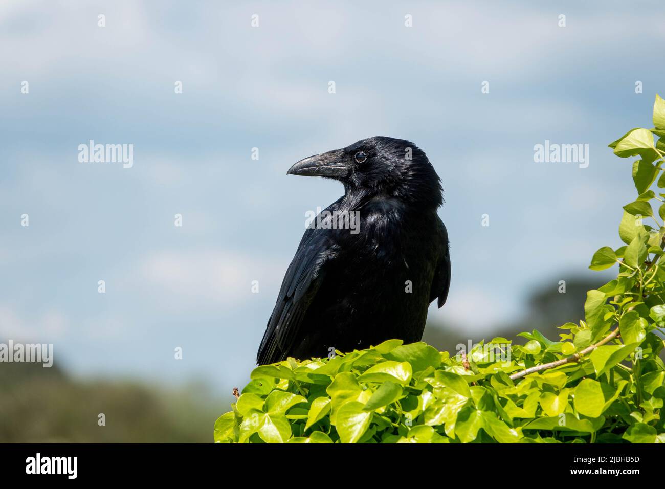 the carrion crow corvus corone a passerine bird of the family corvidae ...