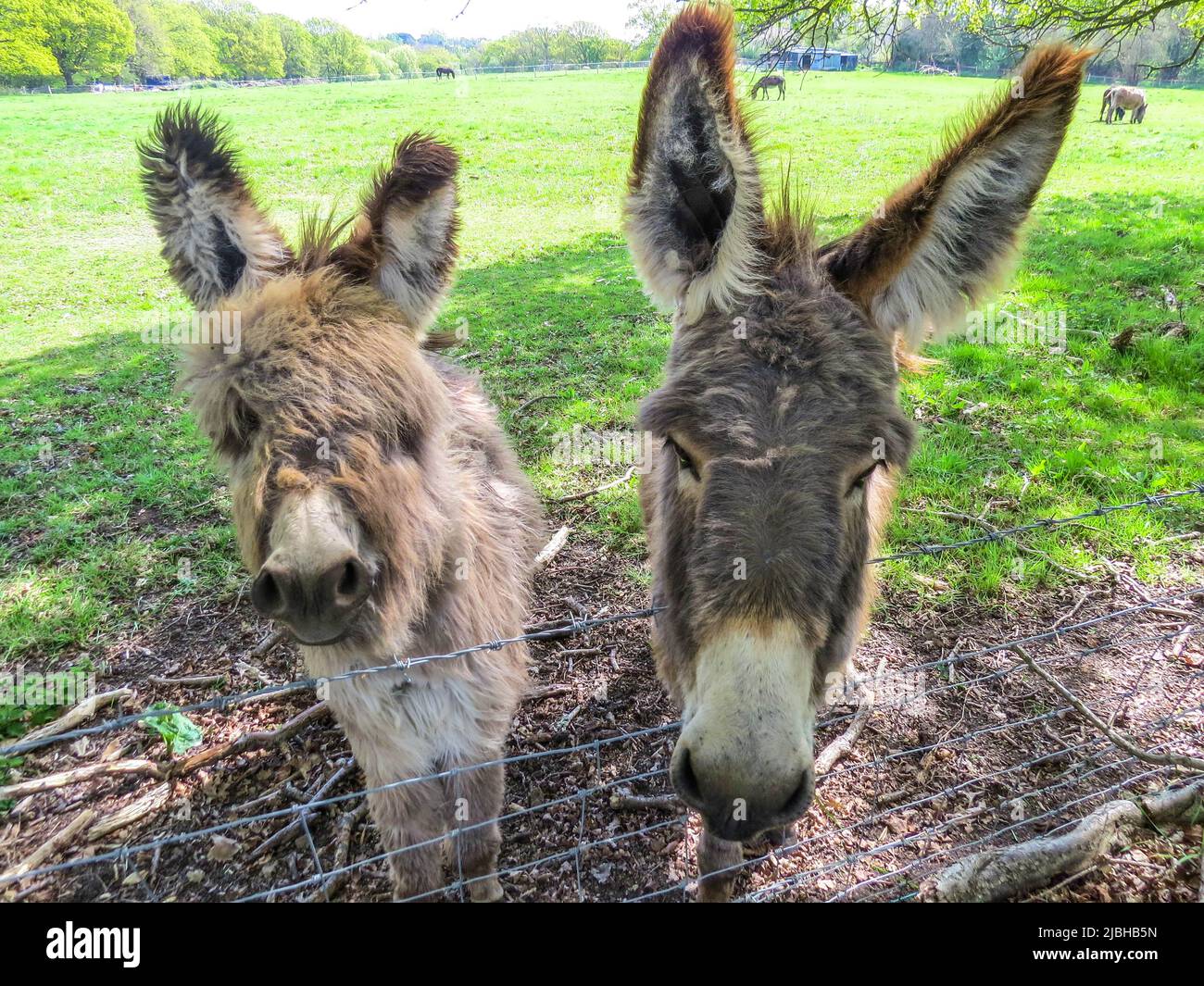 cute fluffy donkeys with big ears looking over the fence Stock Photo ...