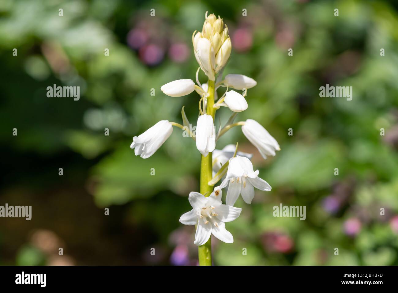 Close up of a white Spanish bluebell (hyacinthoides hispanica) flower ...