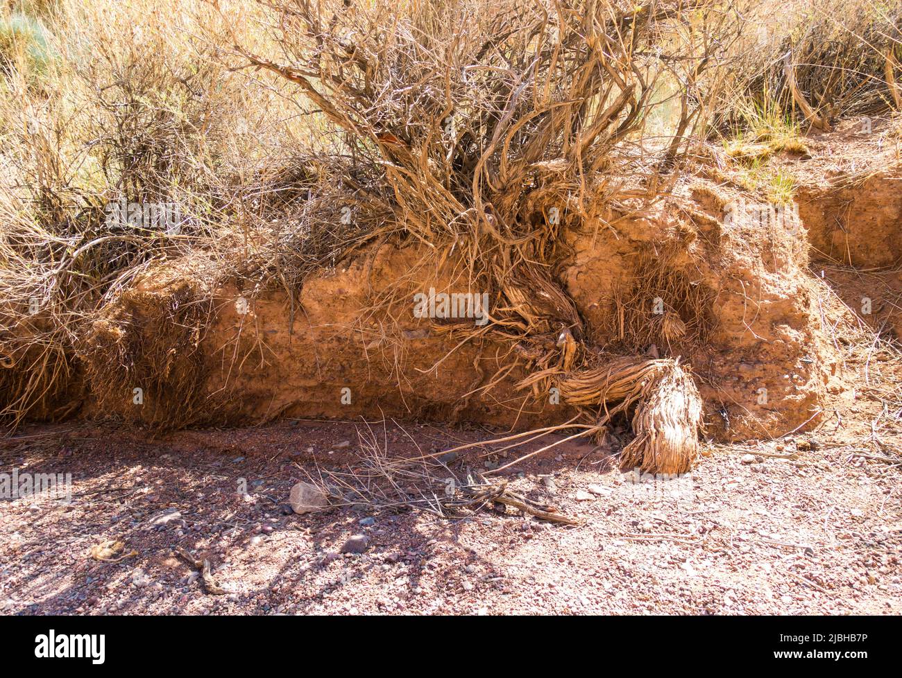 Dry root of a tree in the desert. Clay arid landscape Stock Photo - Alamy