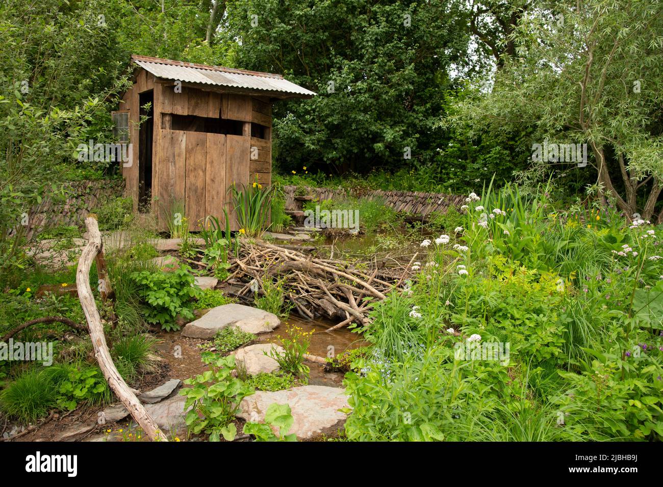 A viewing hide, beaver dam and stepping stones across a stream ...