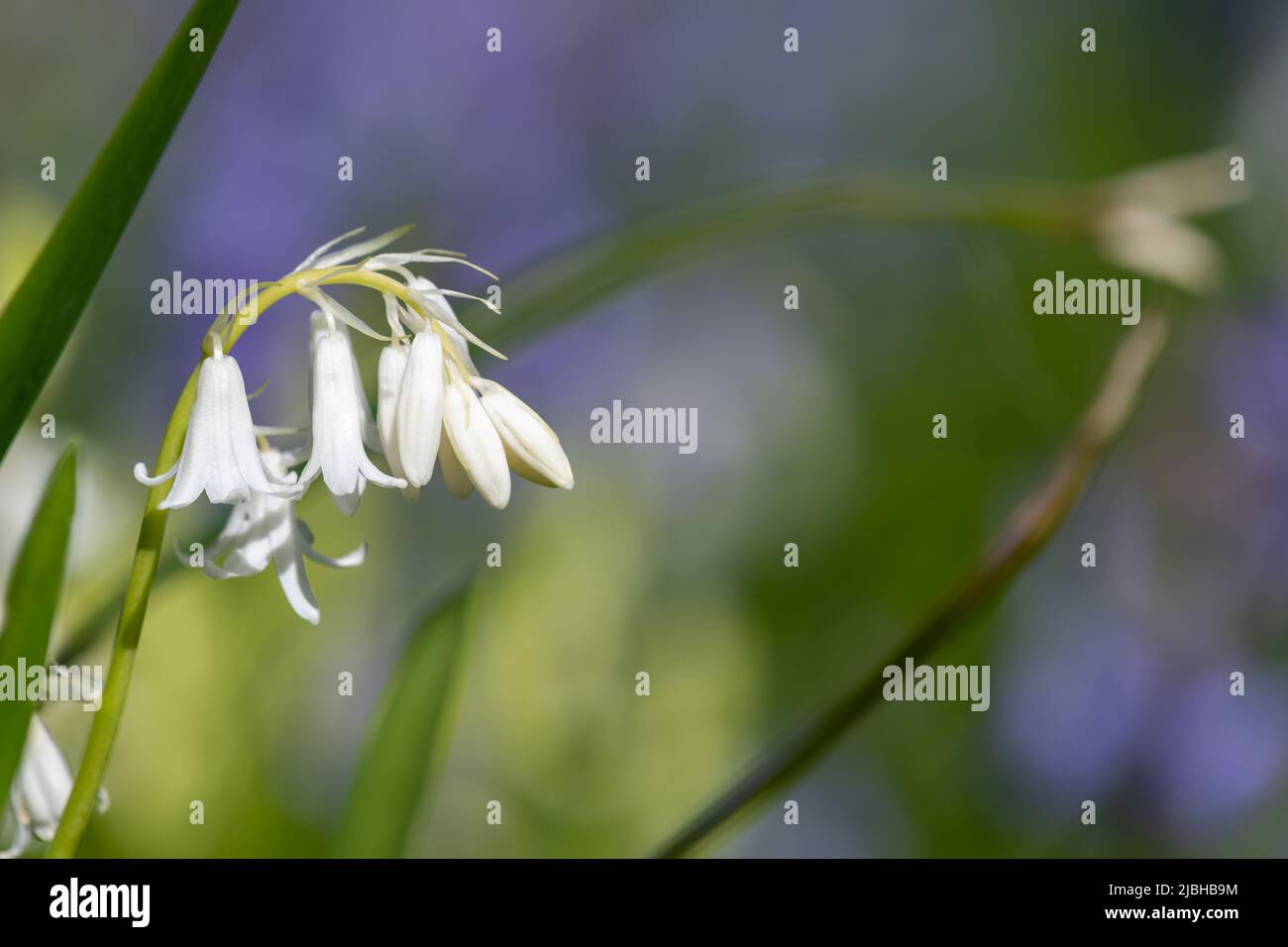Close up of a white Spanish bluebell (hyacinthoides hispanica) flower ...