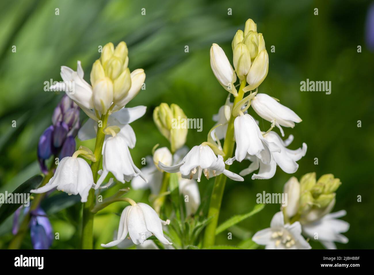 Close up of white Spanish bluebell (hyacinthoides hispanica) flowers in ...