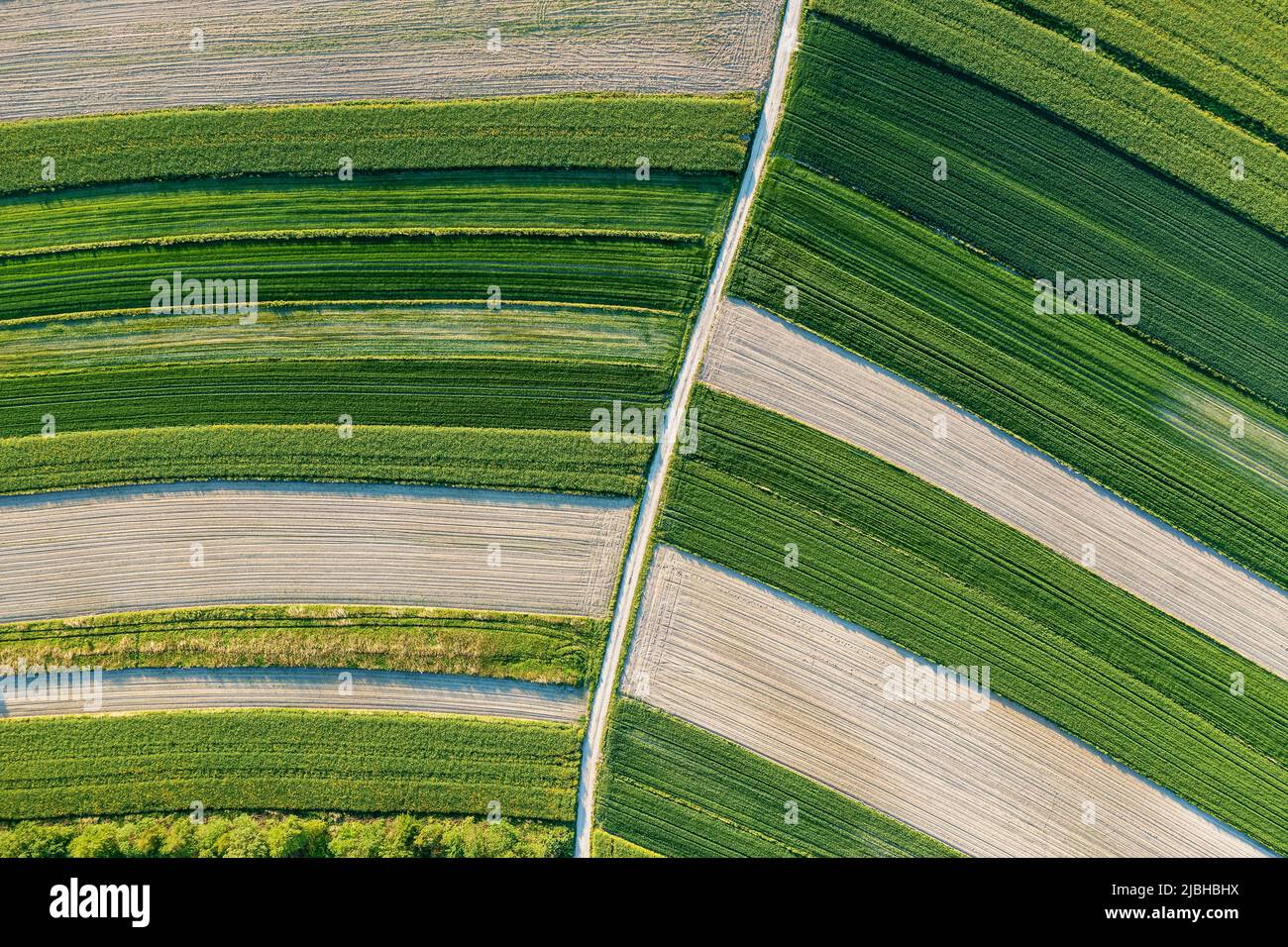 Green rapeseed cultivation aerial landscape, faded colza flowers ...
