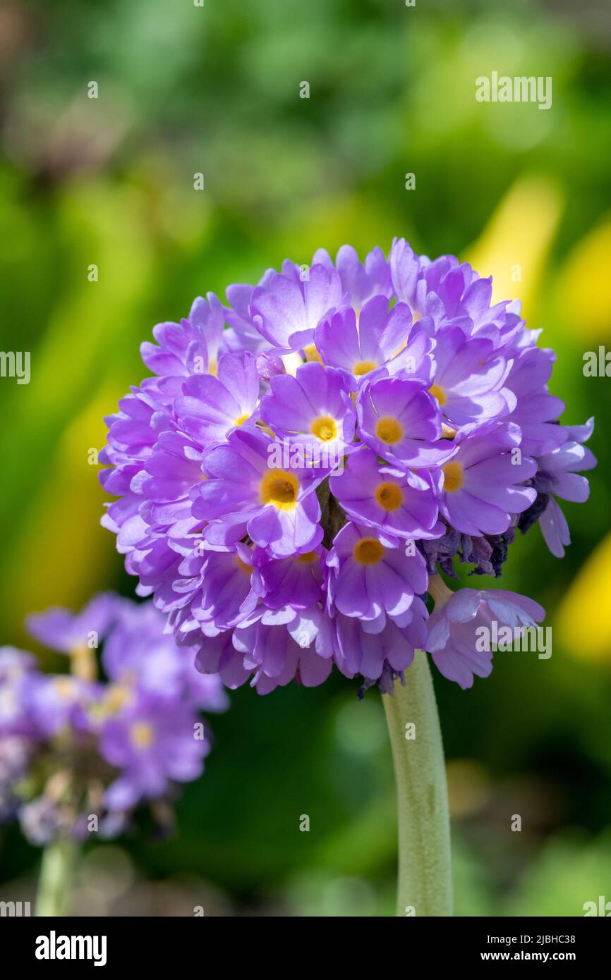 Close up of pink drumstick primula (primula denticulata) flowers in ...