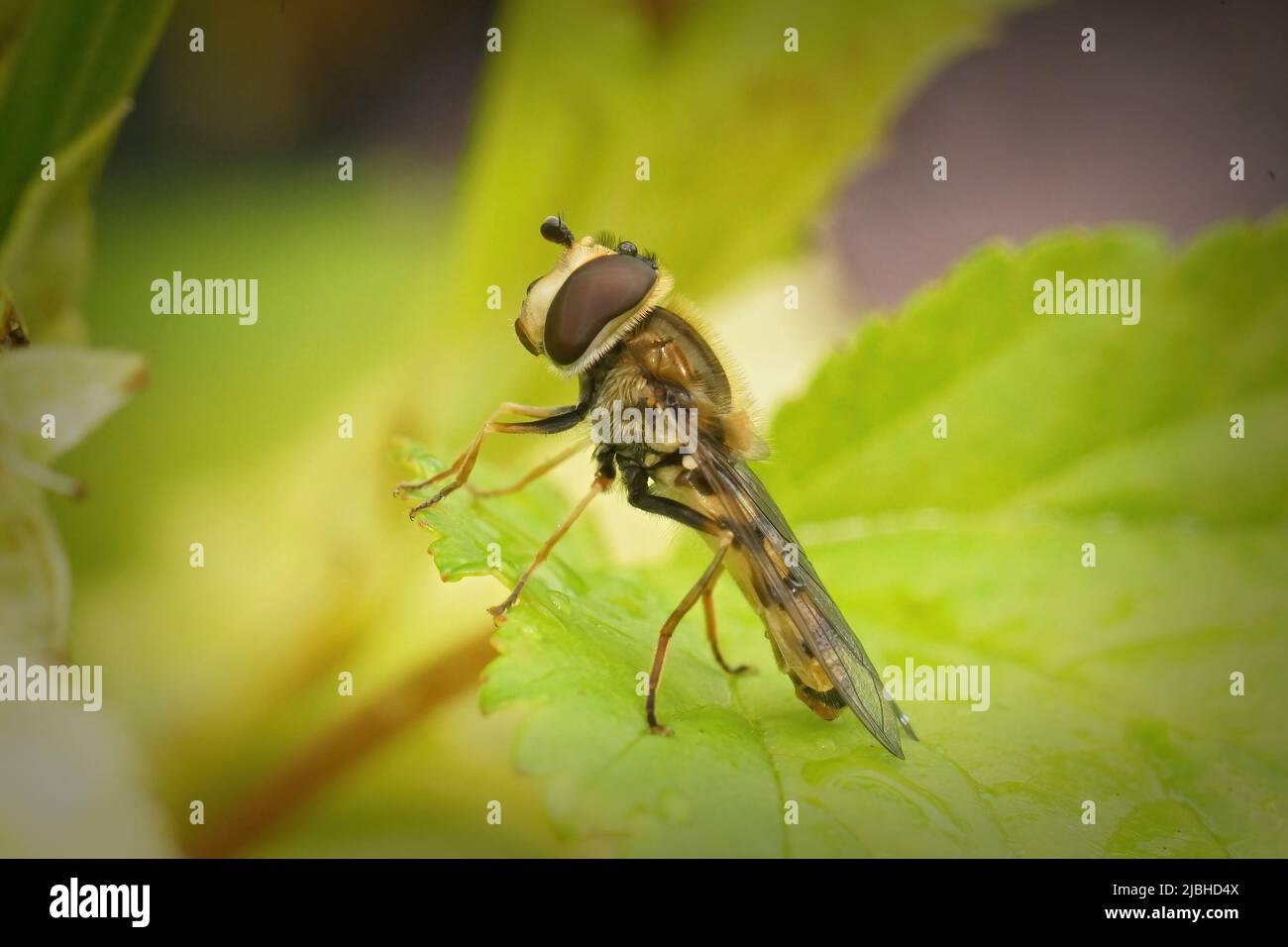 Detailed closeup on a Migrant hoverfly, Eupeodes corollae, sitting on a green leaf in the garden ...