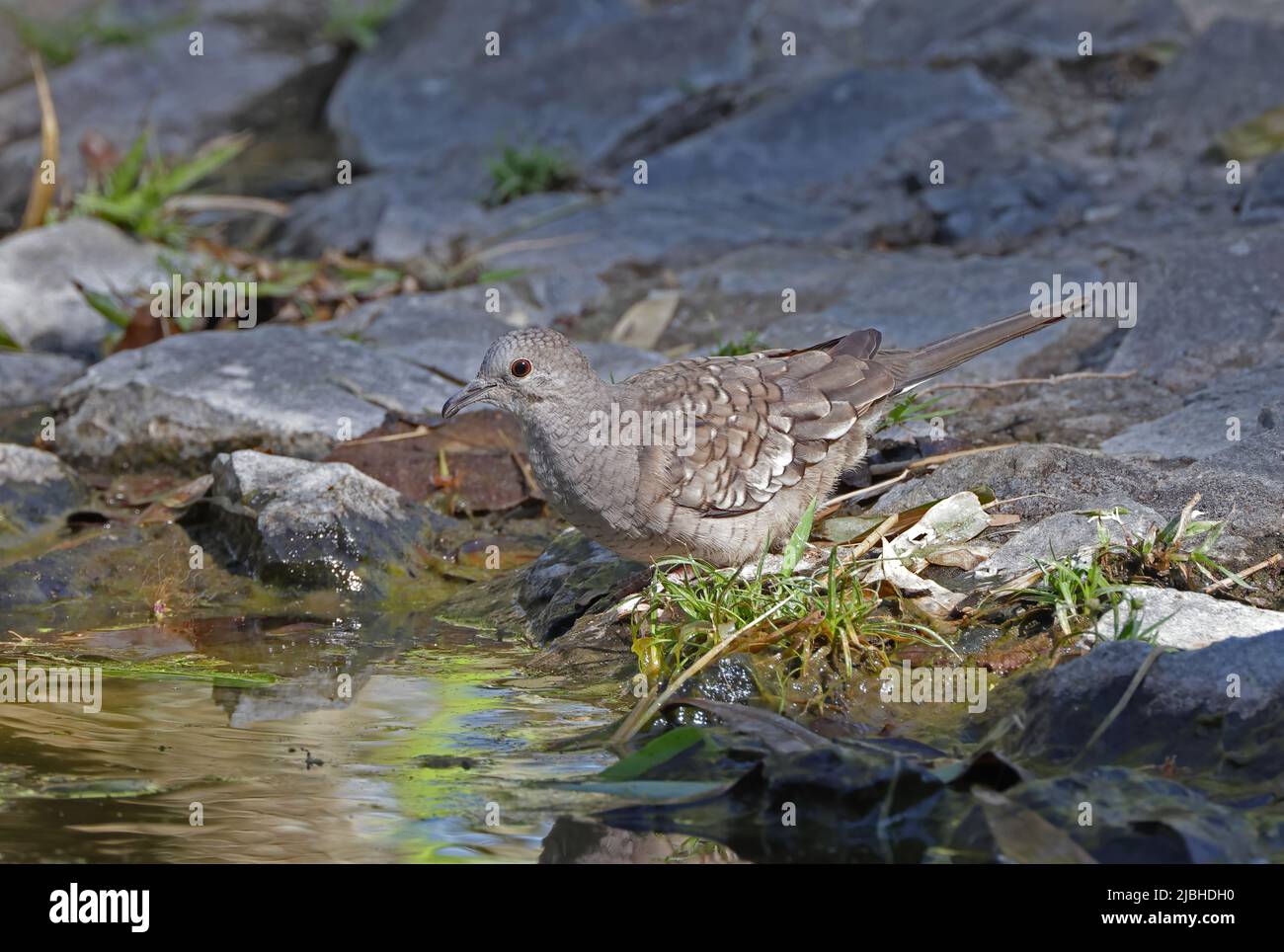 Inca Dove (Columbina inca) adult drinking at pond San Jose, Costa Rica ...