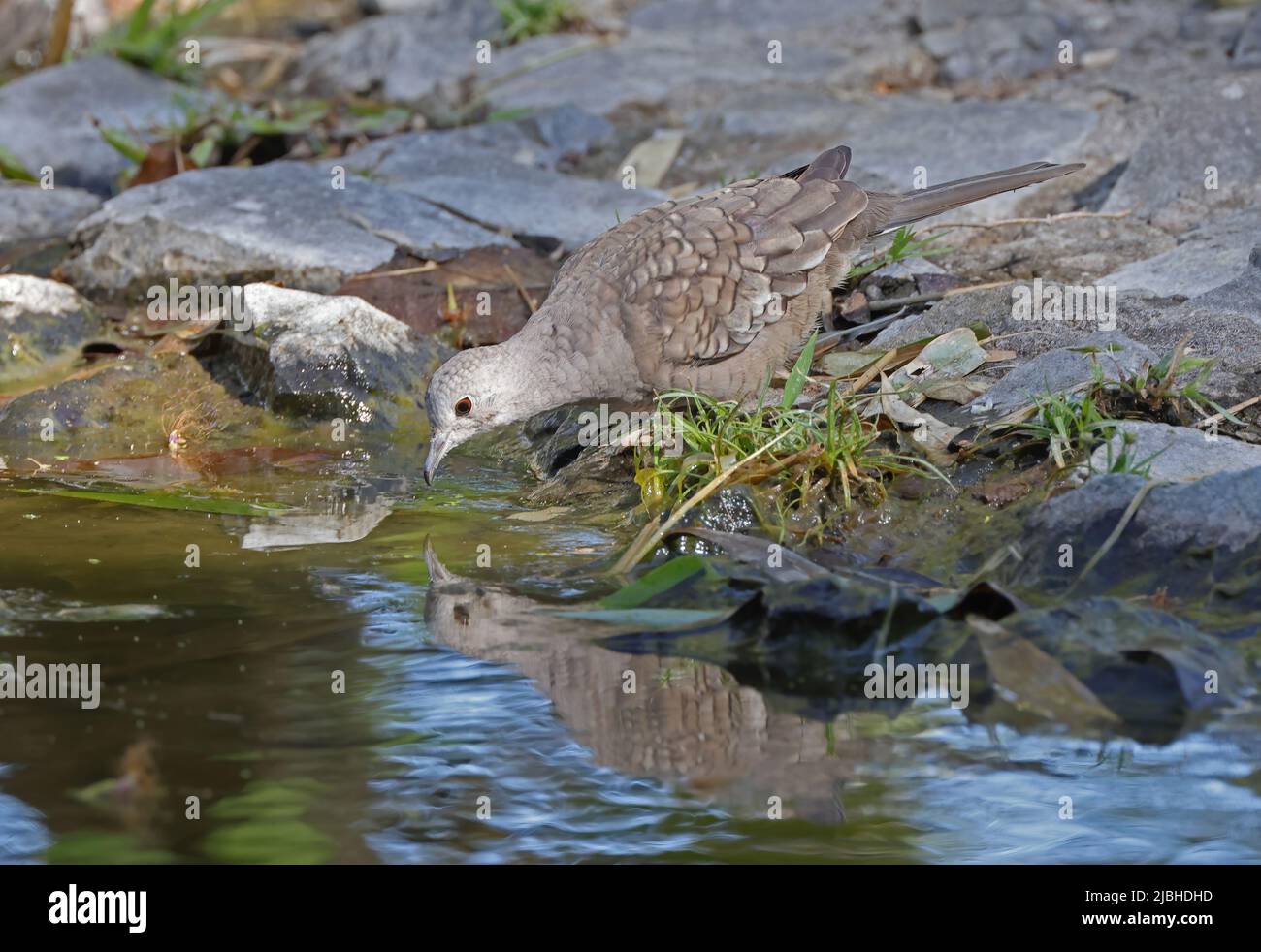 Inca Dove (Columbina inca) adult drinking at pond with reflection San ...