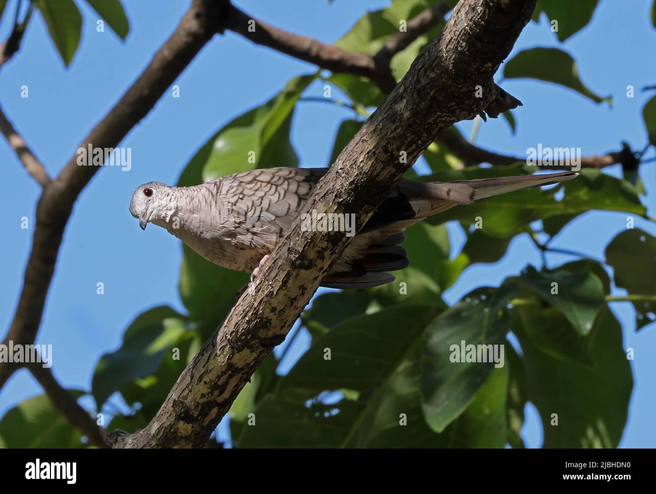 Inca Dove (Columbina inca) adult perched on branch San Jose, Costa Rica ...