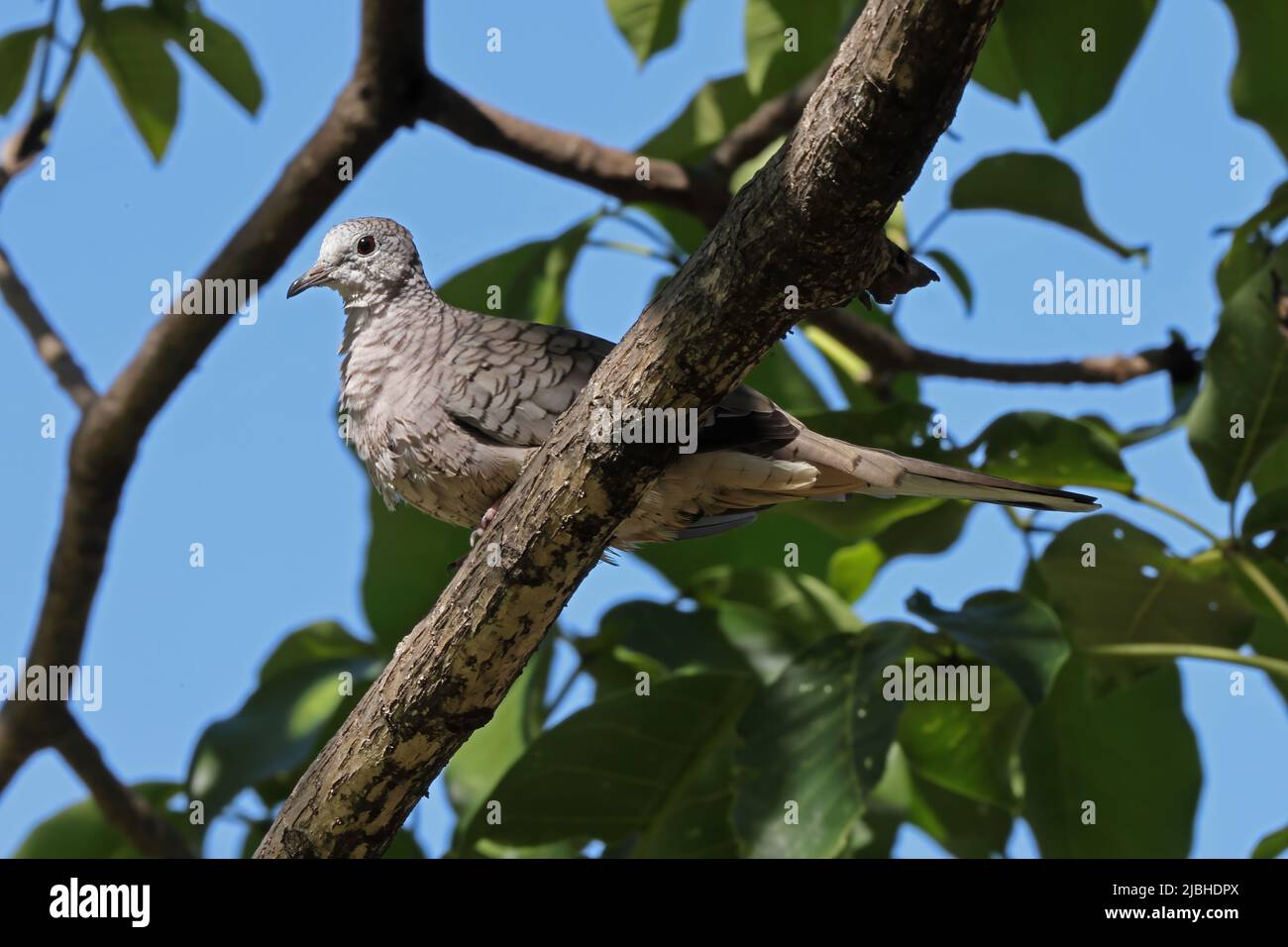 Inca Dove (Columbina inca) adult perched on branch San Jose, Costa Rica ...