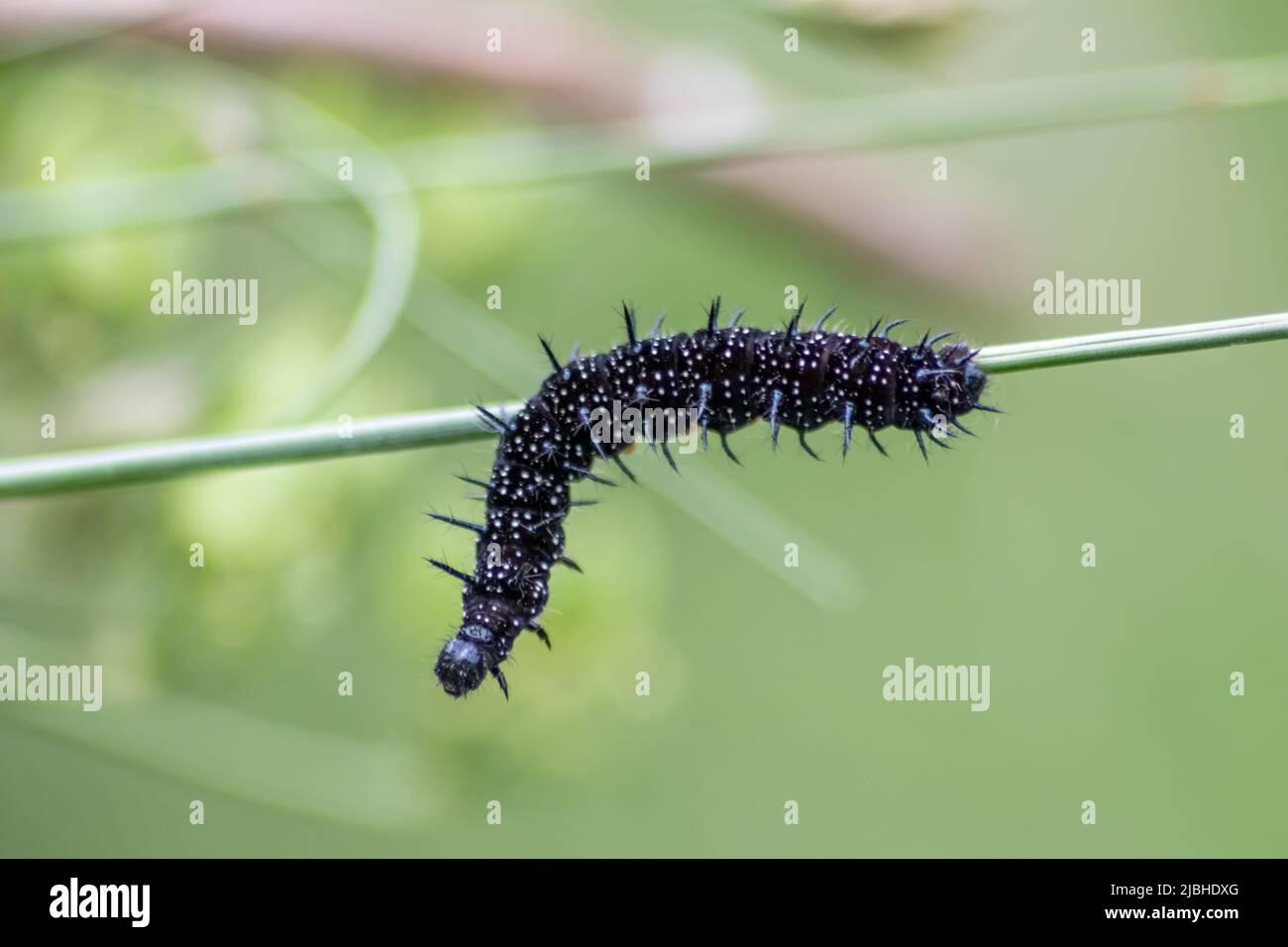 Big black caterpillar with white dots, black tentacles and orange feet ...