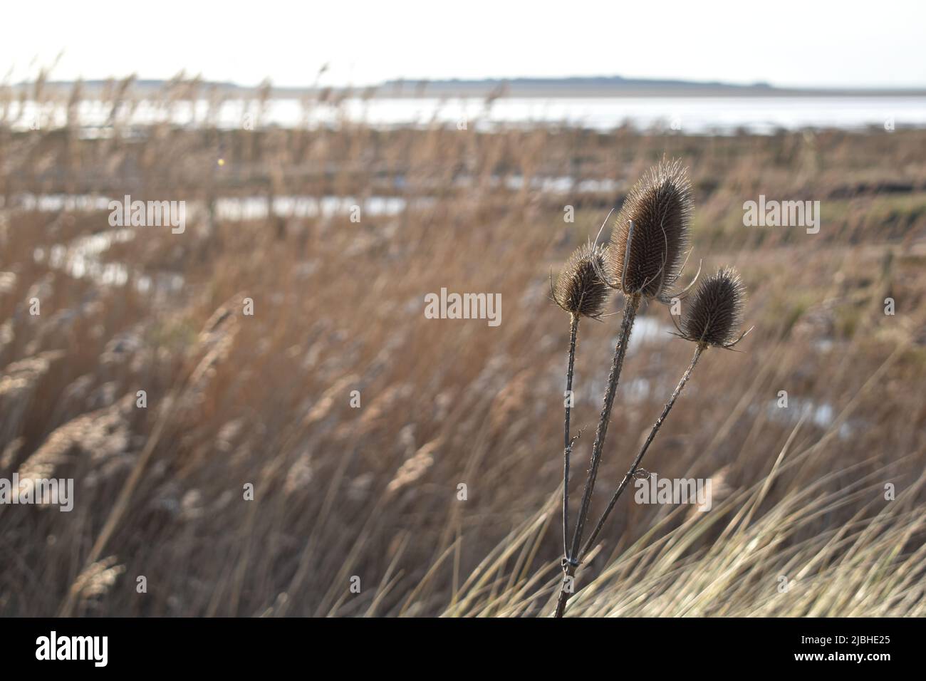 Marsh reed hi-res stock photography and images - Alamy