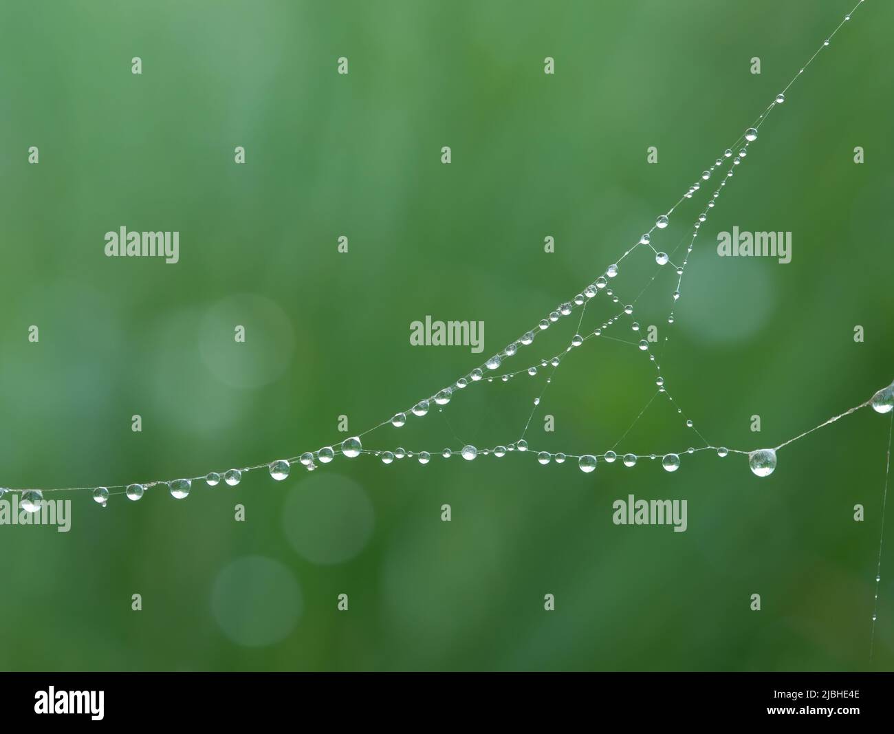 Beautiful dew drops on the spider web Stock Photo - Alamy