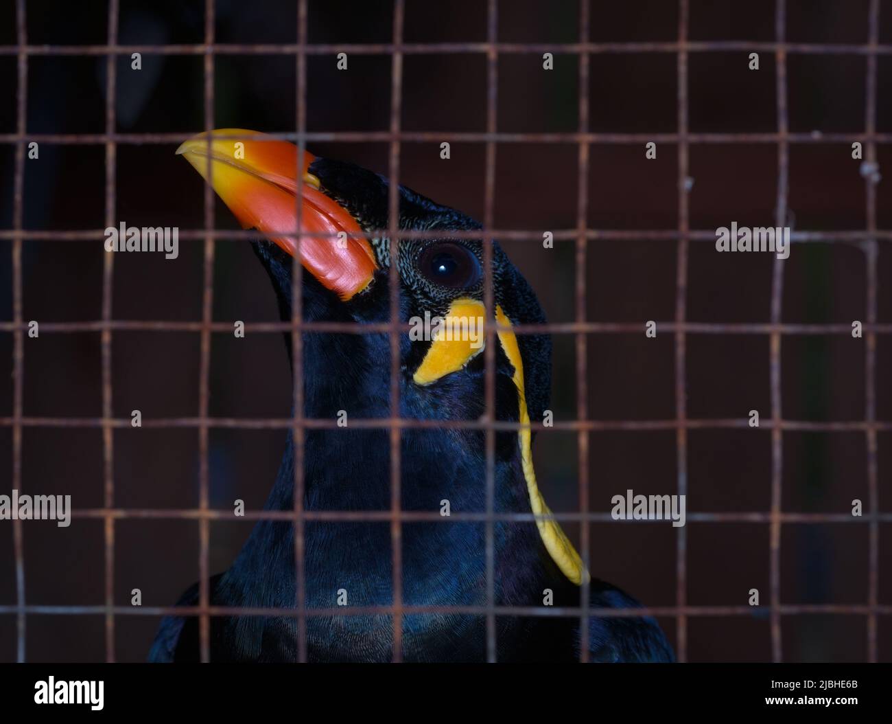 Asian parrot hi-res stock photography and images - Alamy