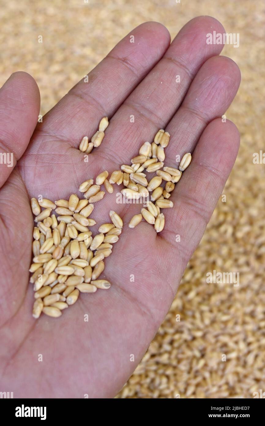 closeup the brown color wheat grains in hand soft focus natural brown ...