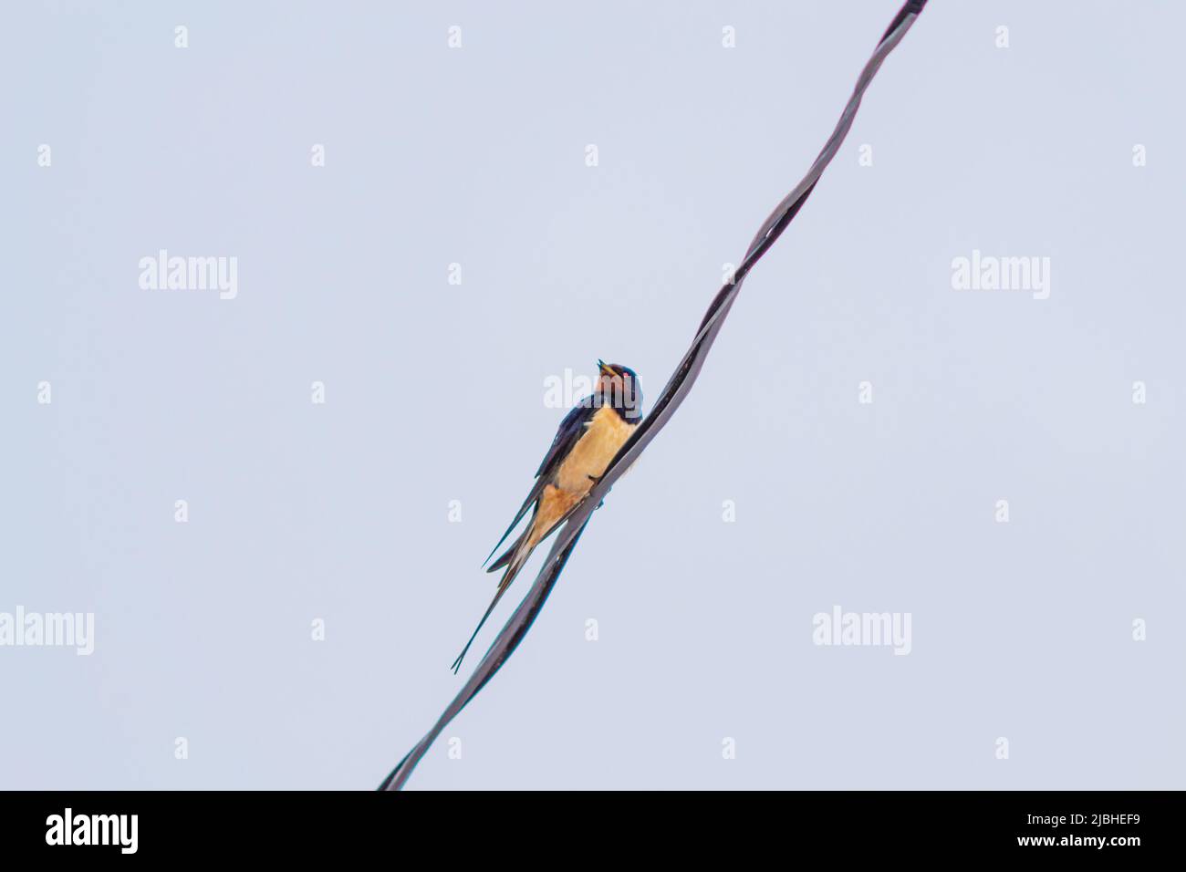 Barn swallow bird perched on wire.The barn swallow is the most ...