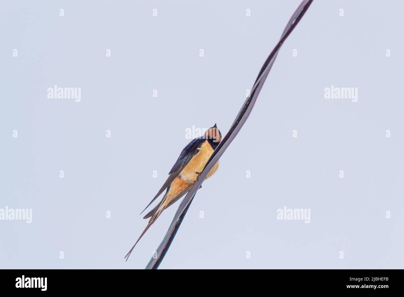 Barn swallow bird perched on wire.The barn swallow is the most ...