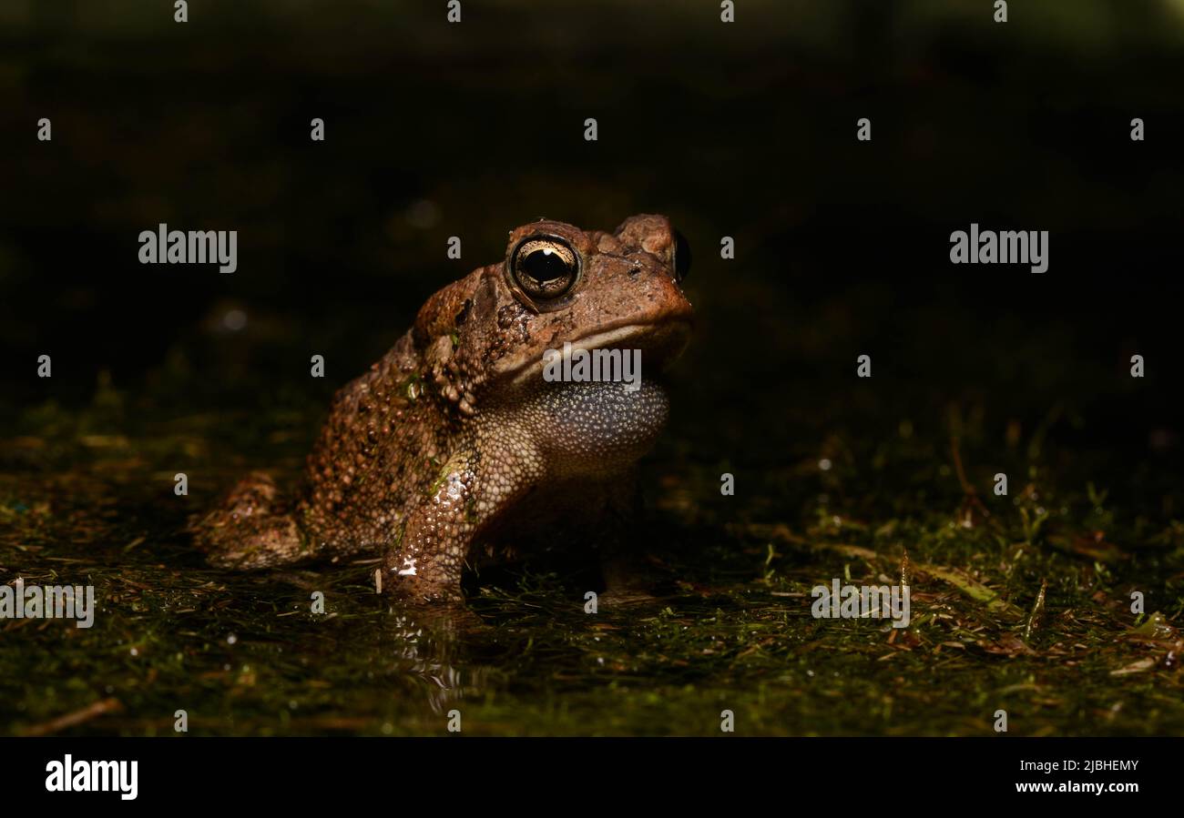An adult male Southern Toad (Anaxyrus terrestris) advertisement calling ...