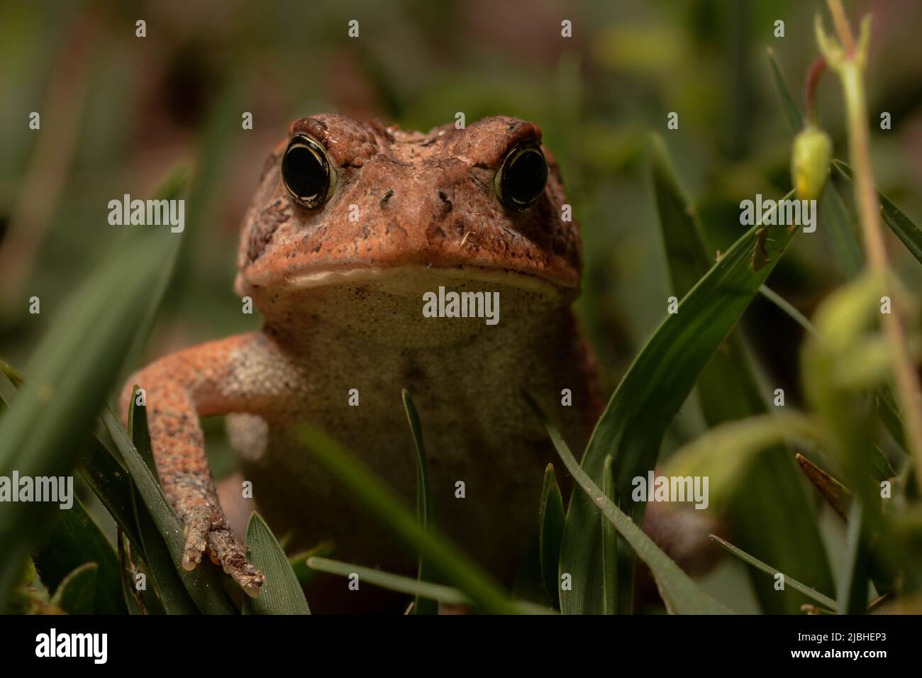 An adult female Southern Toad (Anaxyrus terrestris) on her way to a ...