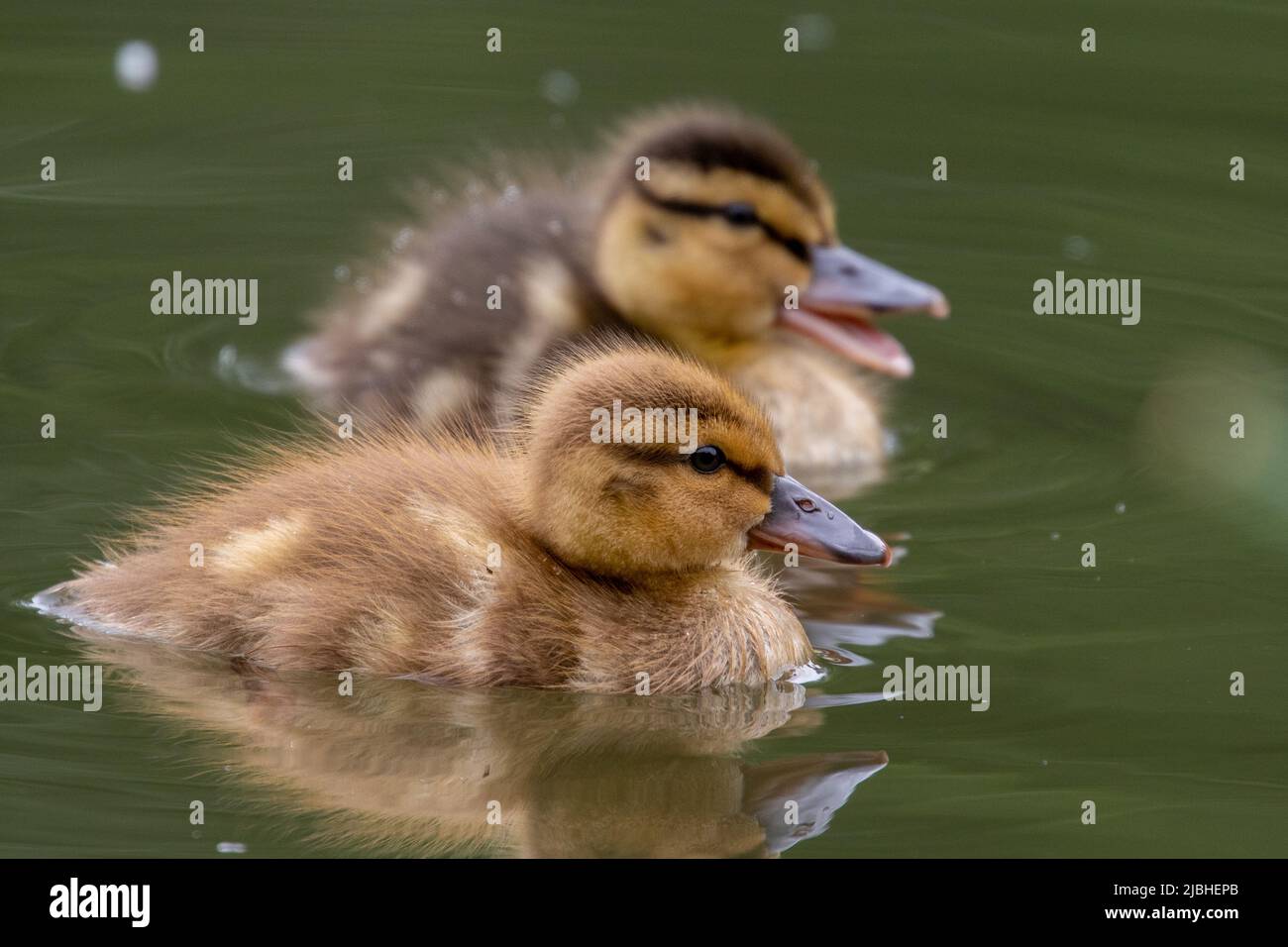 Cute duck and ducklings hi-res stock photography and images - Alamy