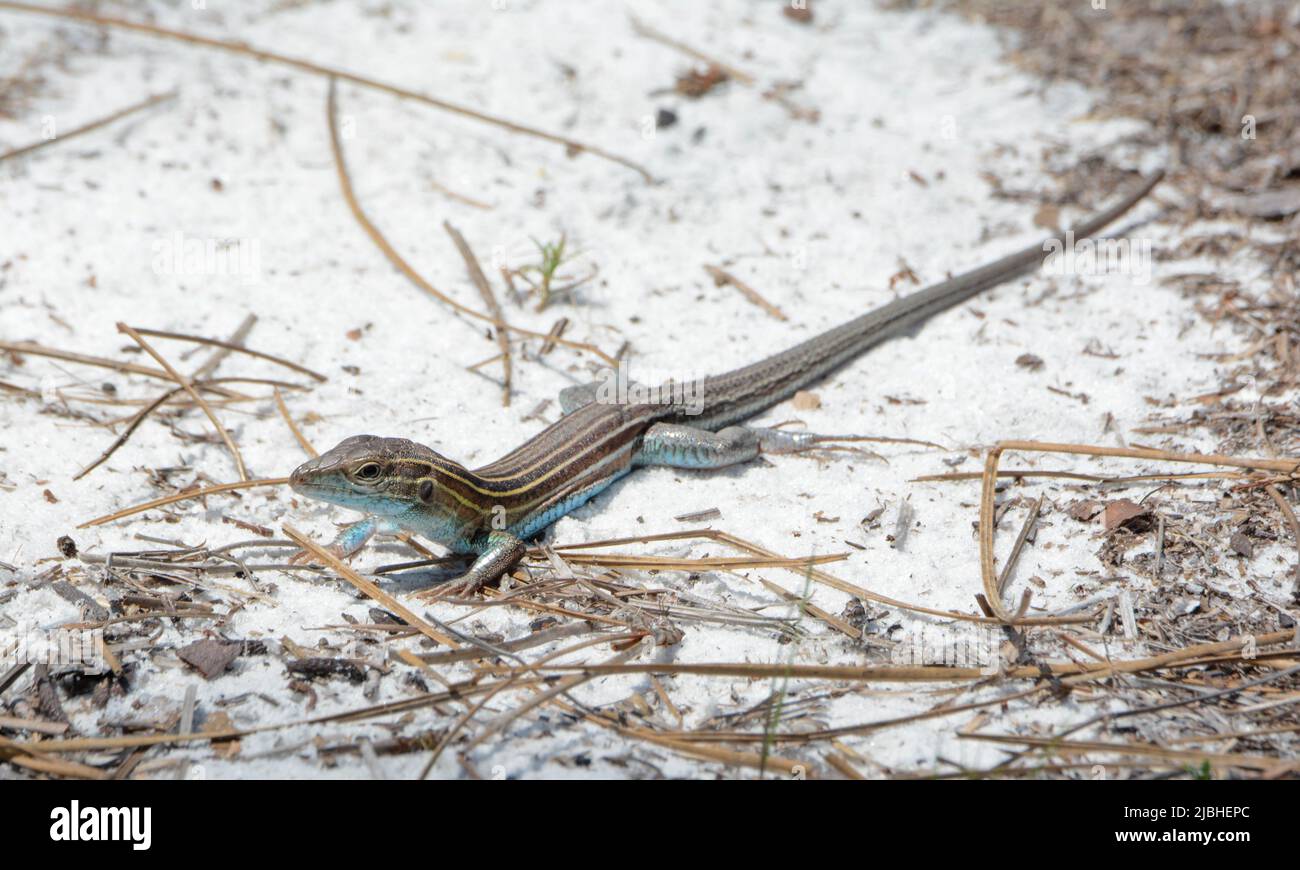 Eastern six lined racerunner hi-res stock photography and images - Alamy