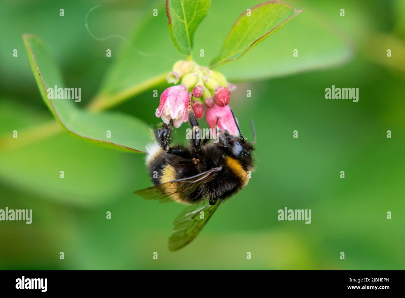 Bumble bee insect hi-res stock photography and images - Alamy