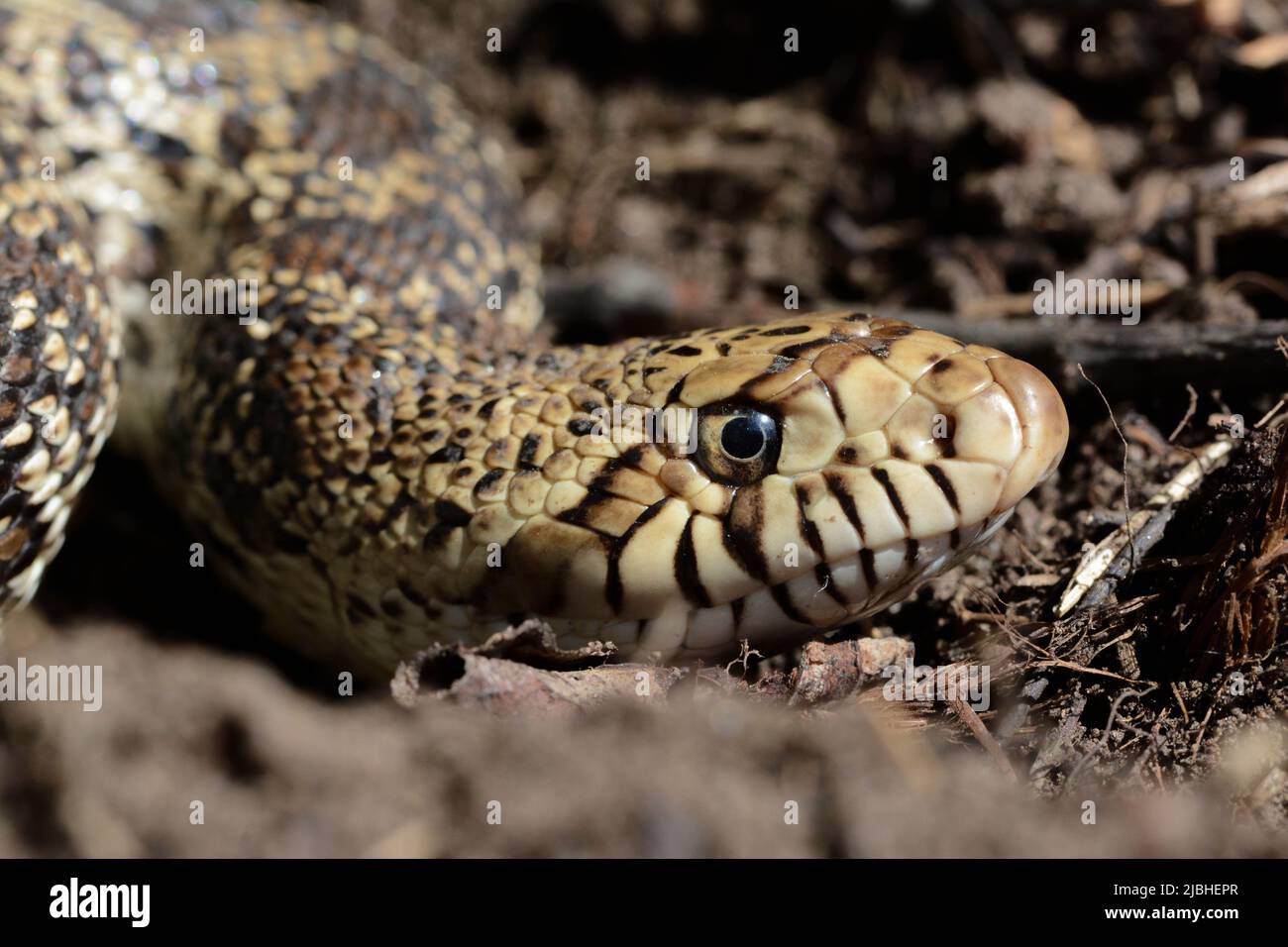 Bull Snake Head