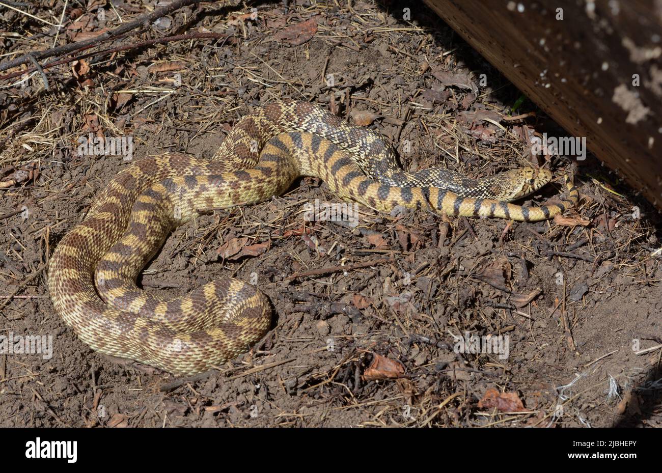 Bullsnake (Pituophis catenifer sayi) from Jefferson County, Colorado ...