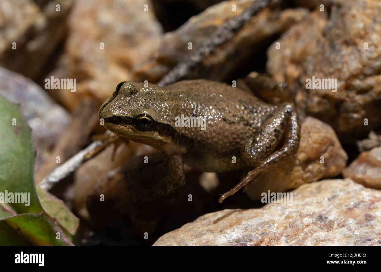 An adult male Boreal Chorus Frog (Pseudacris maculata) from Jefferson ...