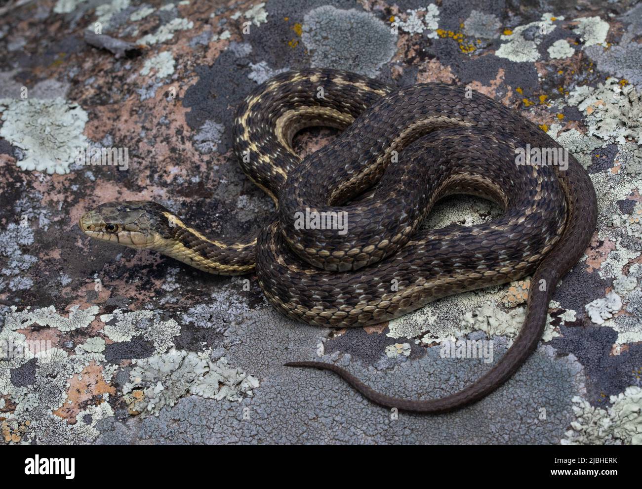 Juvenile Garter Snake