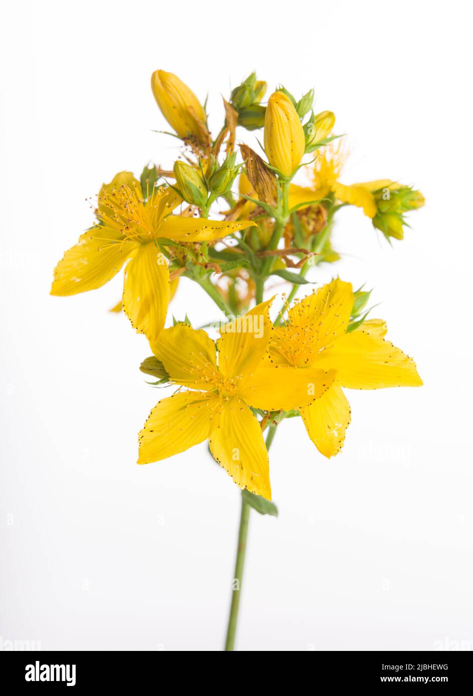 St johns wort flower hi-res stock photography and images - Alamy