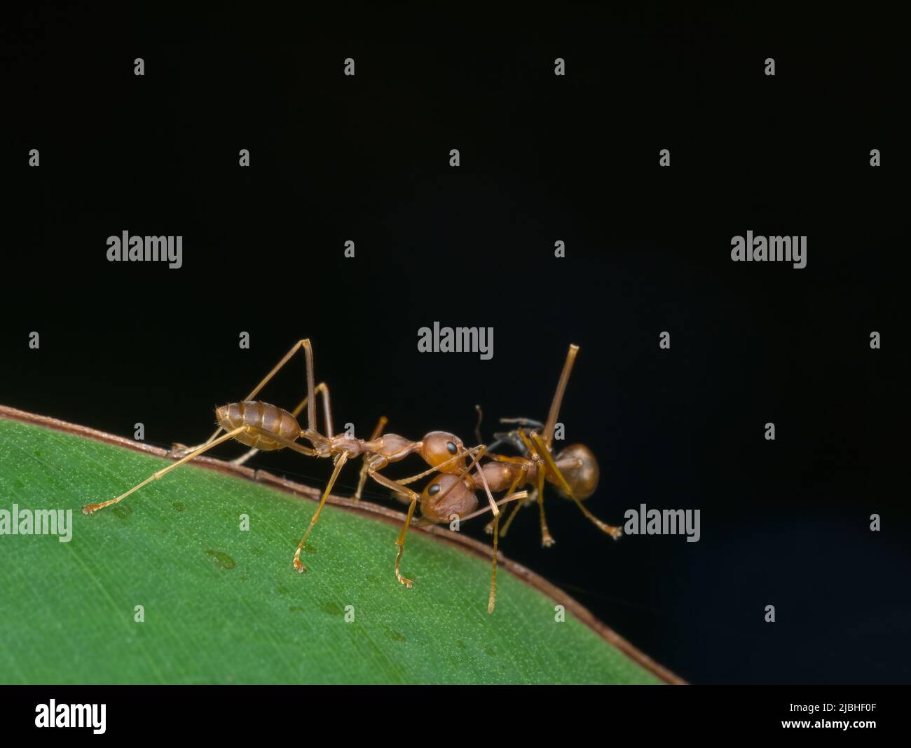 asian weaver ants bite other ant on the leaf Stock Photo - Alamy
