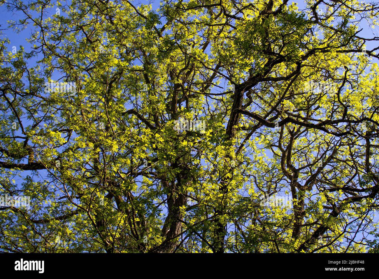 Sacred oak hi-res stock photography and images - Alamy