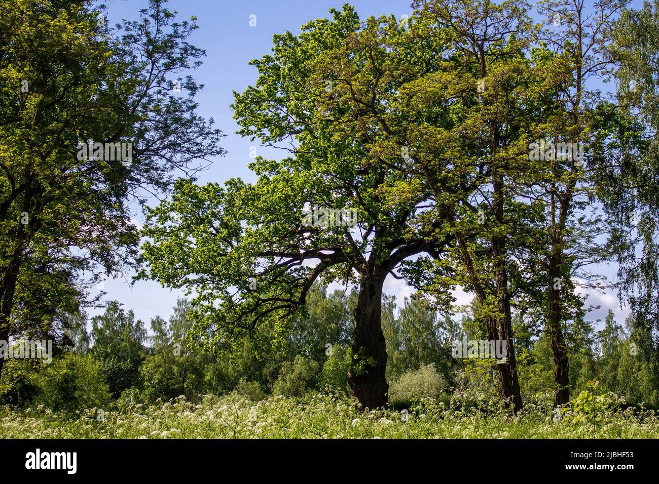 In the Shade of huge Acadia tree Stock Photo - Alamy
