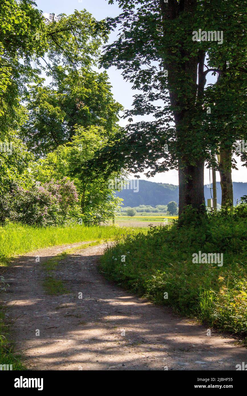 Country Road to river with old oak tree Stock Photo - Alamy
