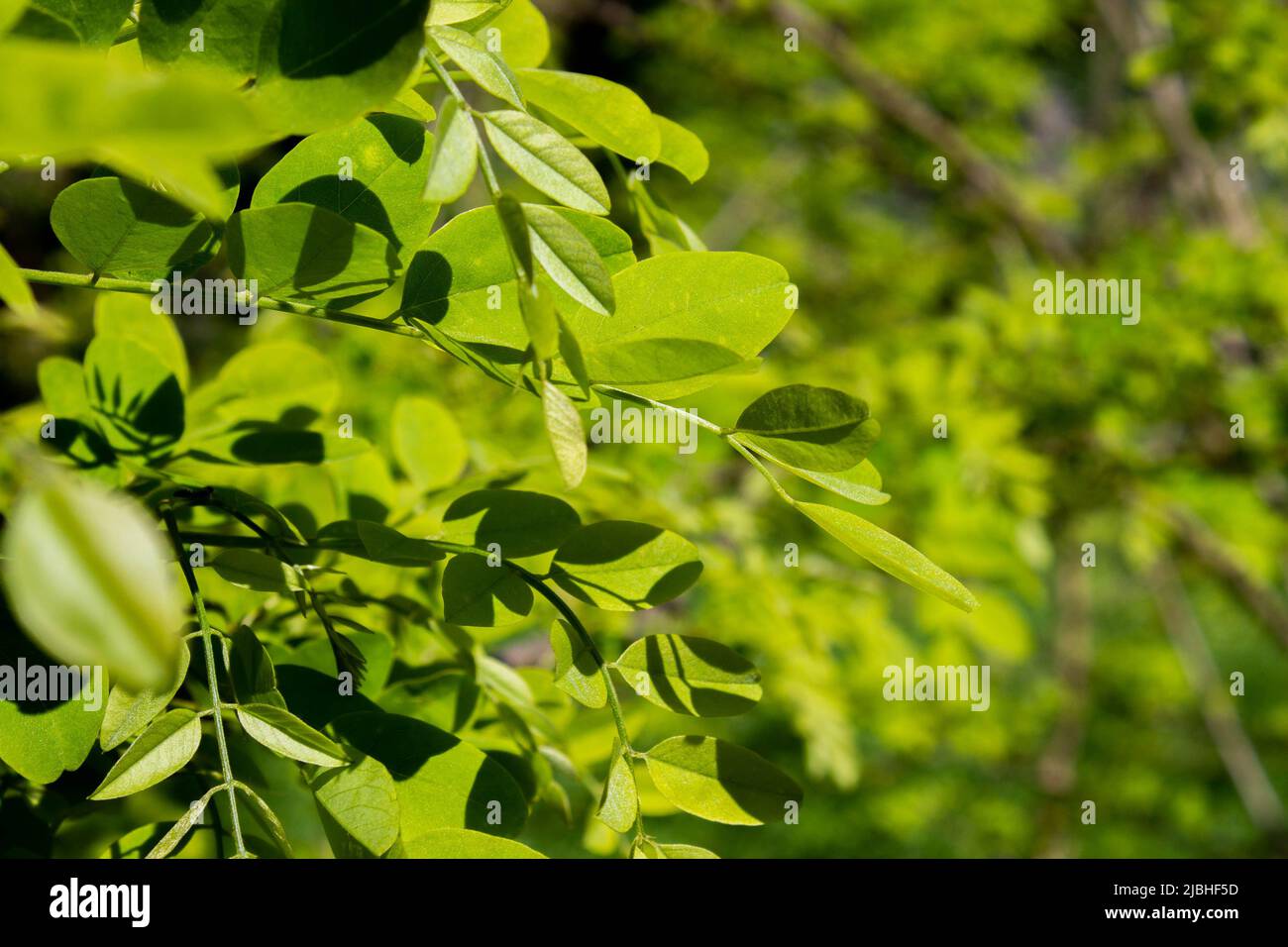 Acacia sap hi-res stock photography and images - Alamy