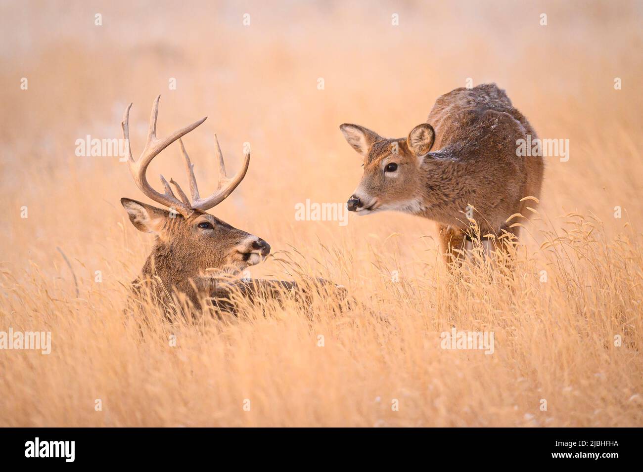 Mating for deer hi-res stock photography and images - Alamy