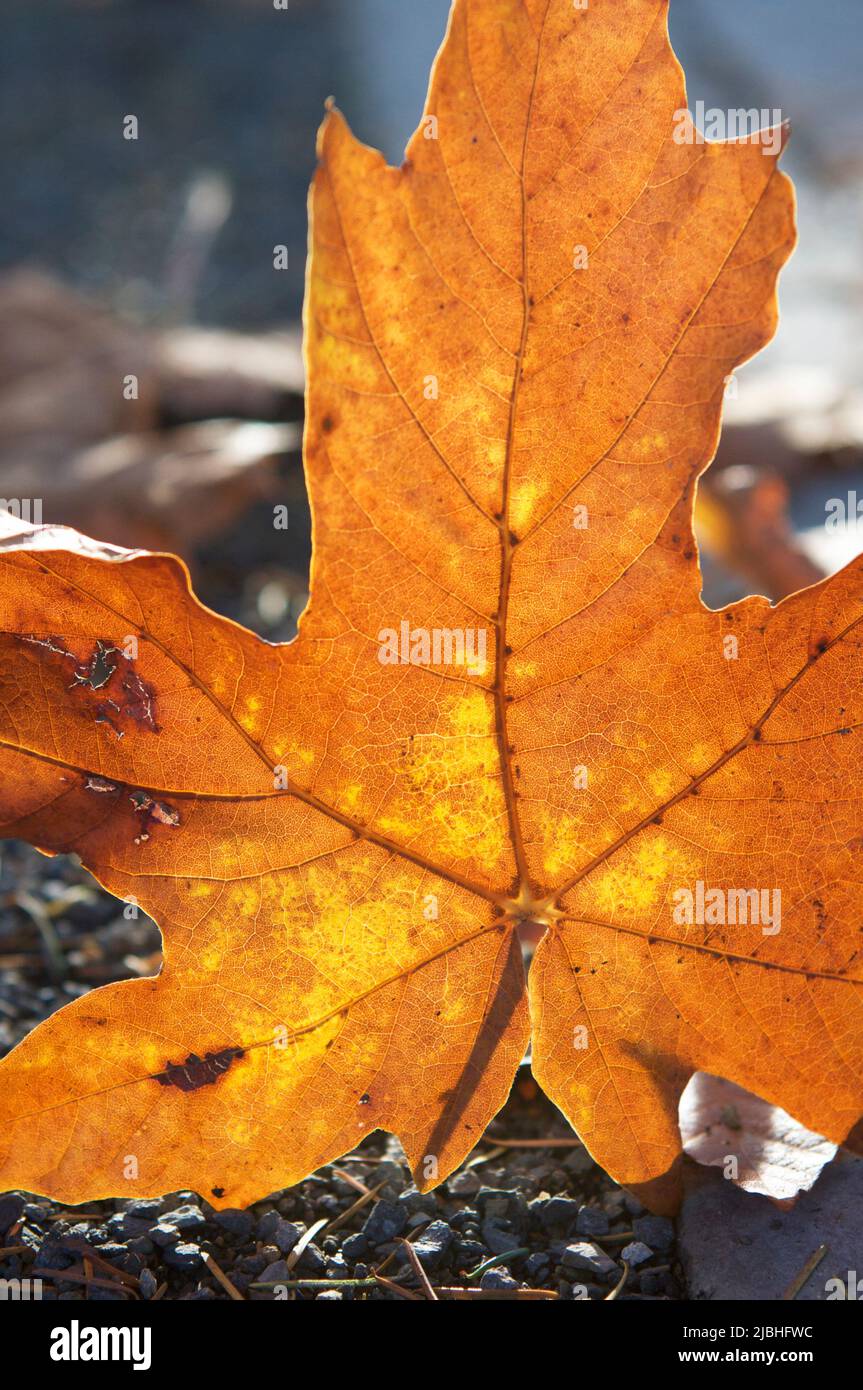 Closeup photo of a single backlit fall leaf from a big leaf Maple in ...