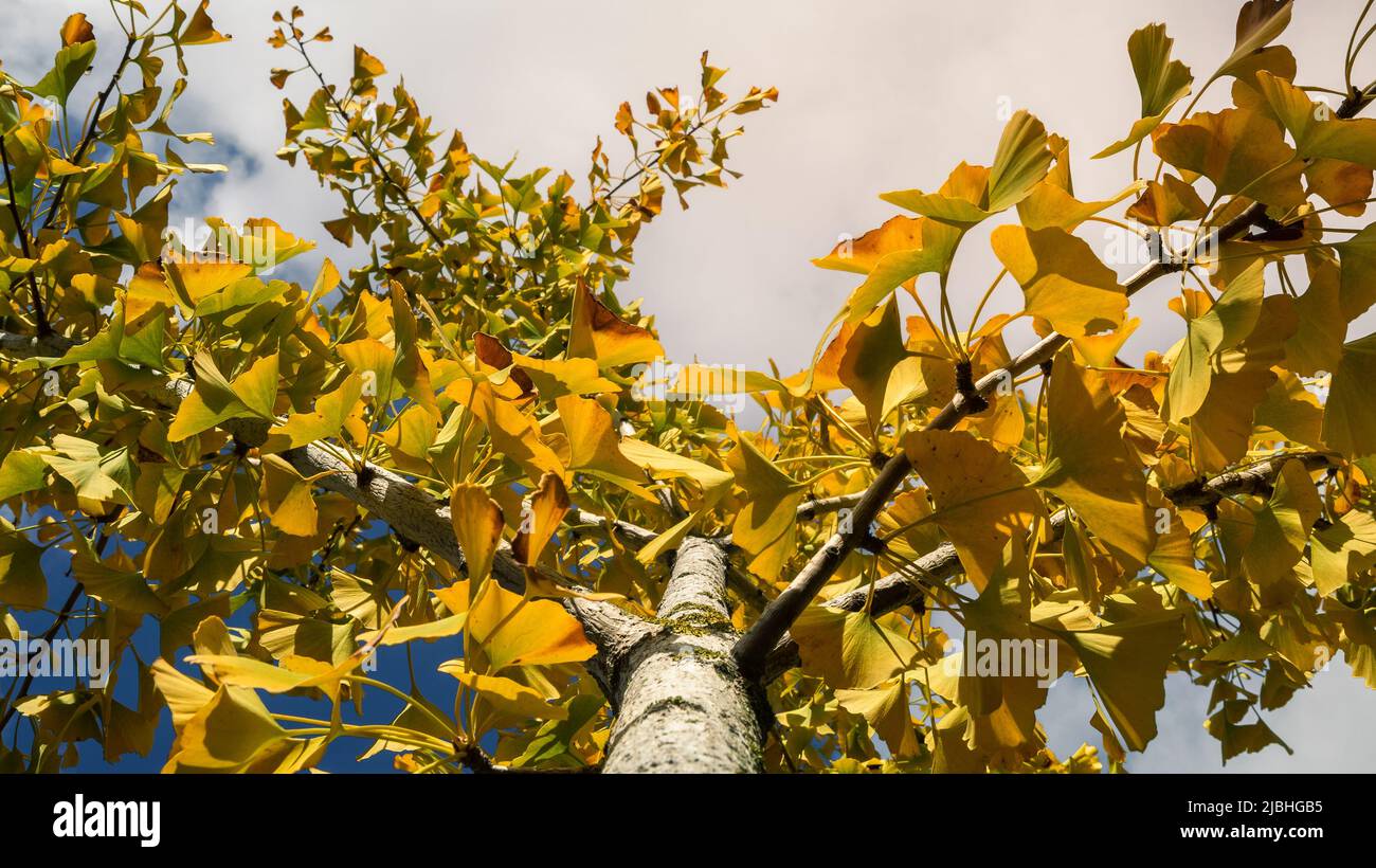 Close up of Ginkgo Biloba yellow leaves. Fresh and vibrant leave of Yin ...