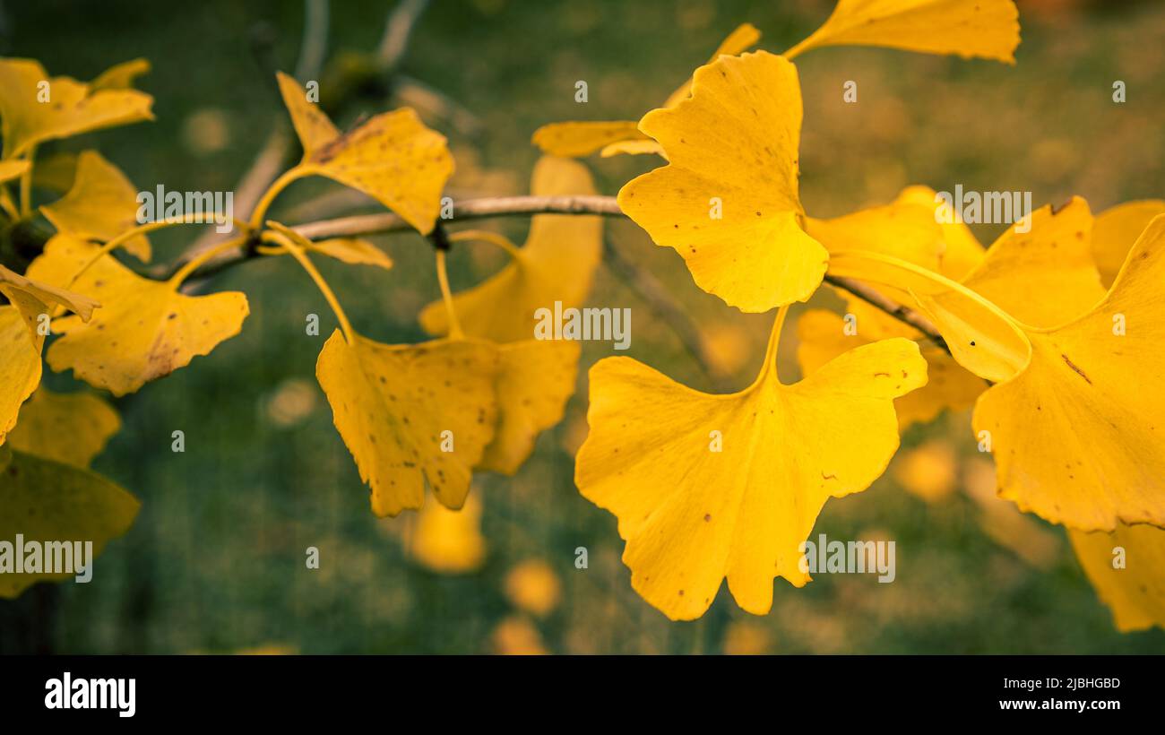 Close up of Ginkgo Biloba yellow leaves. Fresh and vibrant leave of Yin ...