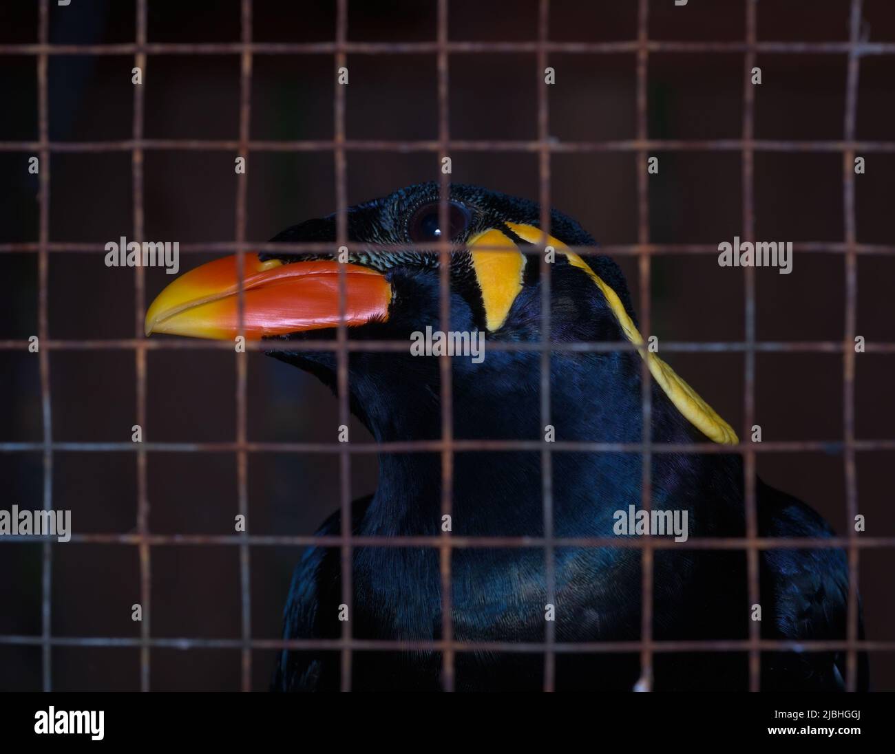 Asian parrot hi-res stock photography and images - Alamy