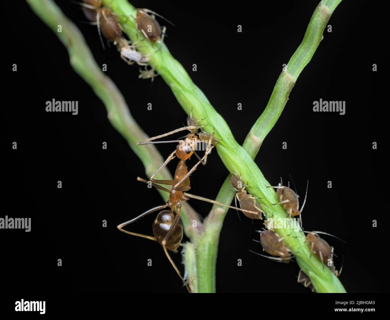 Mutualism symbiosis hi-res stock photography and images - Alamy