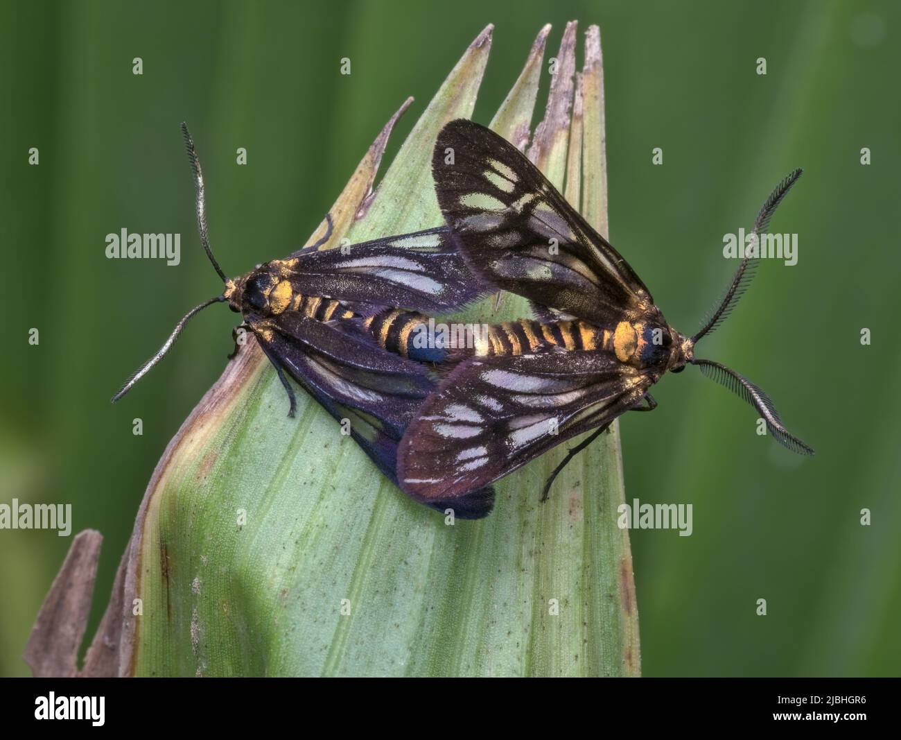 Palm moth hi-res stock photography and images - Alamy