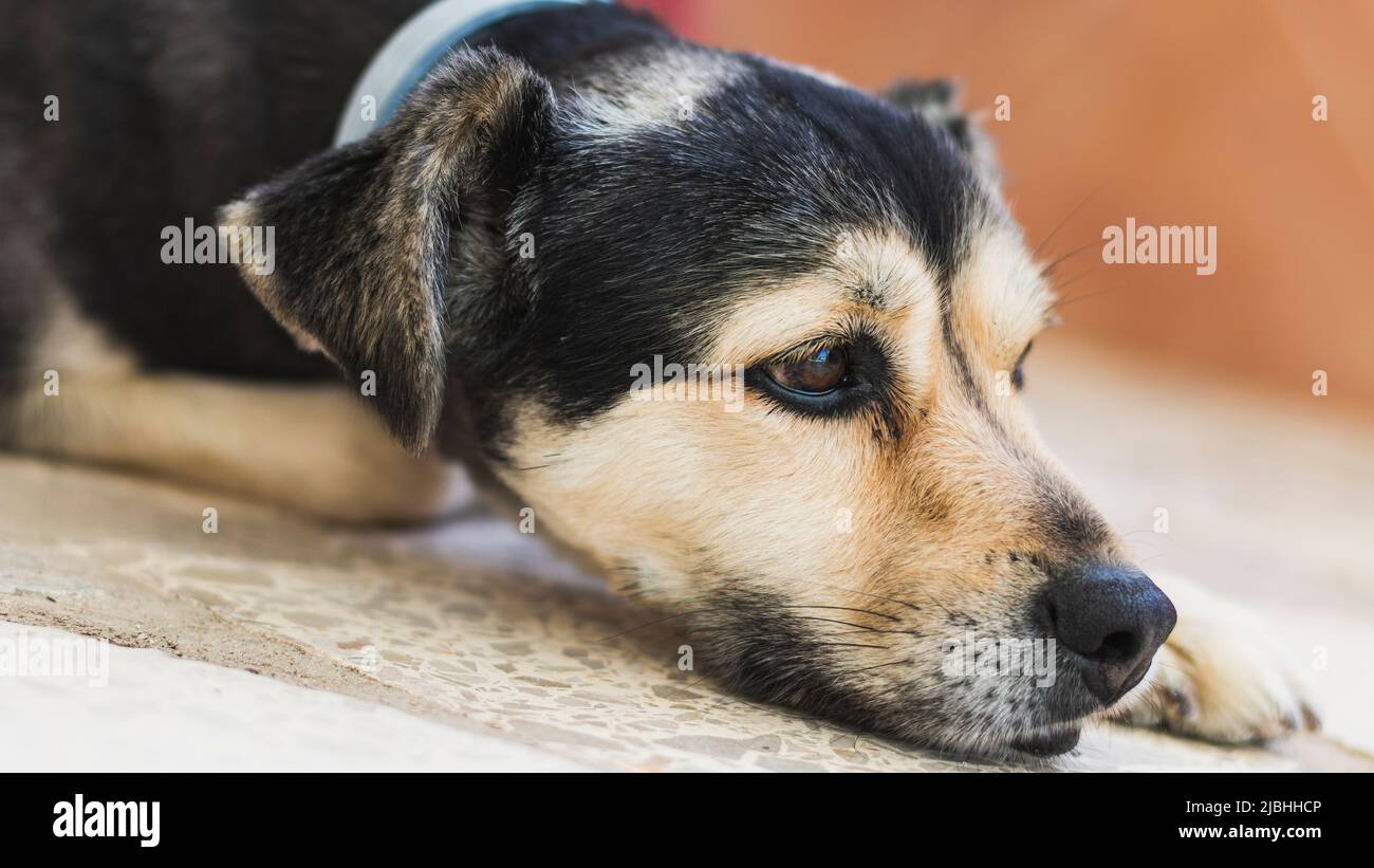 Close-up of the head of a black and tan mongrel dog resting with its ...