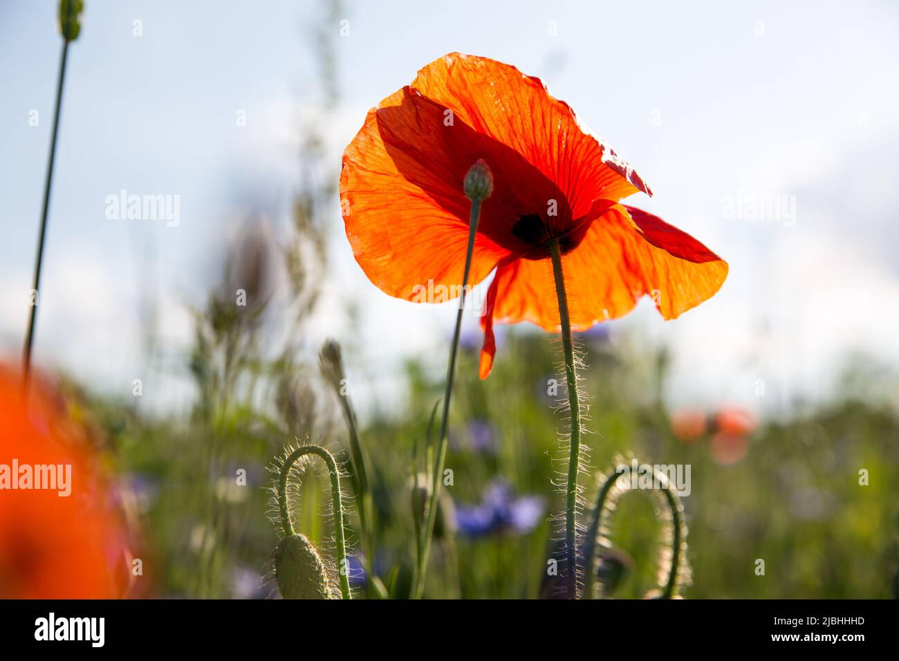 Beautiful poppy field on hi-res stock photography and images - Alamy